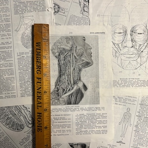 Vintage Medical Encyclopedia Dictionary Pages With Anatomy ...