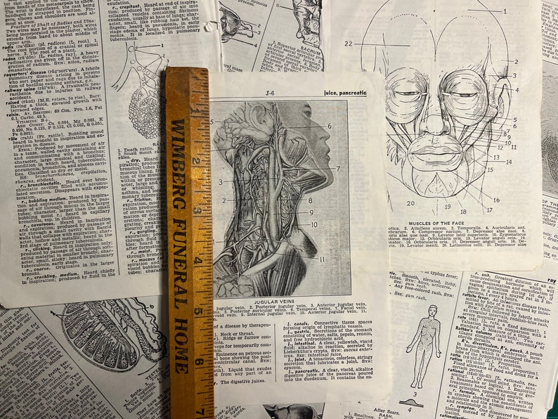 Vintage Medical Encyclopedia Dictionary Pages With Anatomy ...