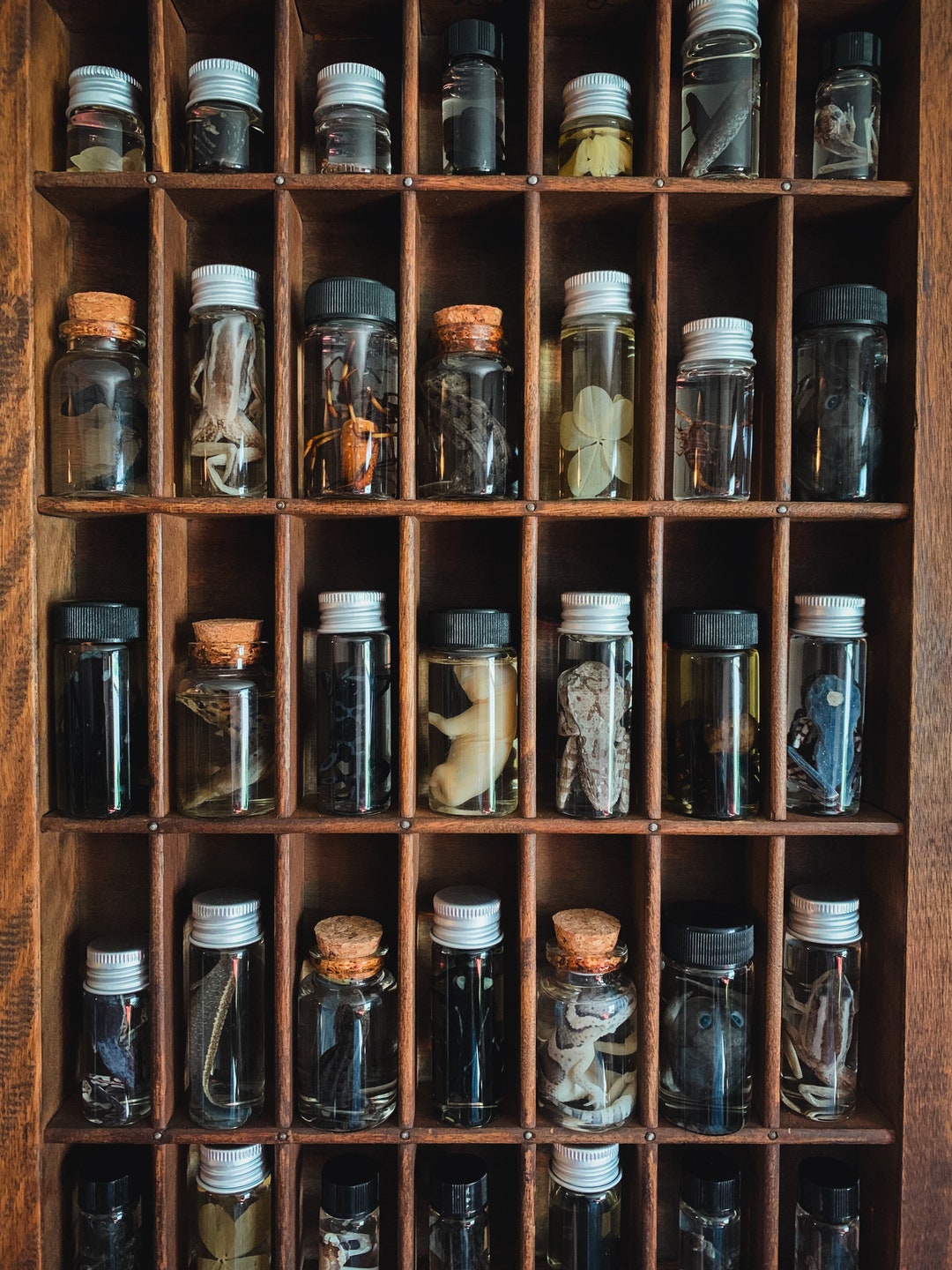 Mini Wet Specimen Mystery Box Fluid Preserved Taxidermy Oddities ...