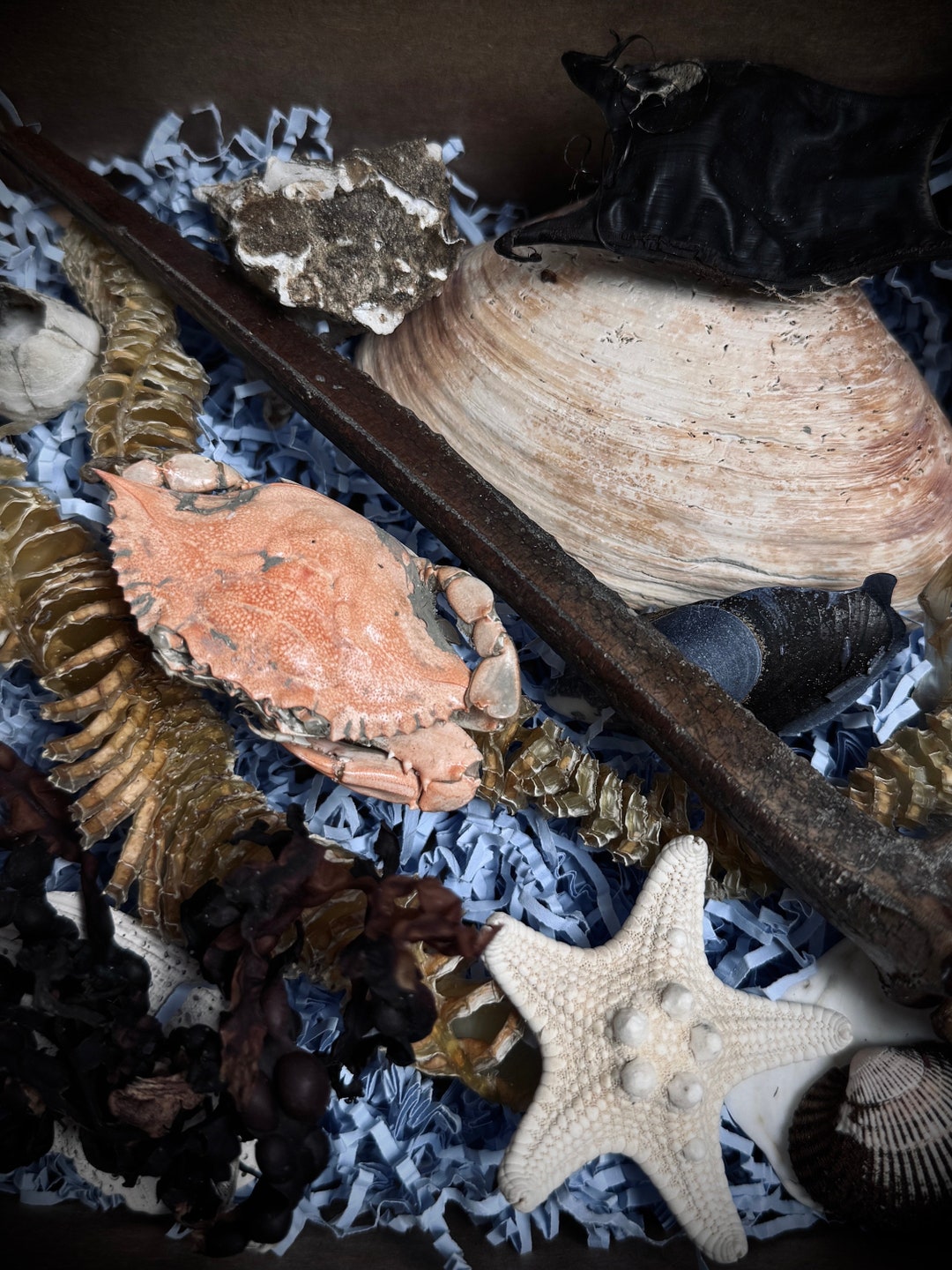 Ocean Oddity Mystery Box Sea Curiosities Curio Cabinet Oddities - Etsy