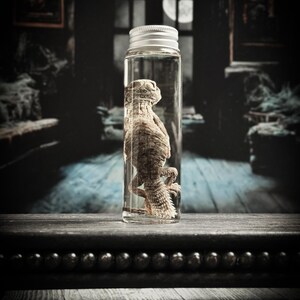Uromastyx Lizard Wet Specimen | Fluid Preserved Reptile Taxidermy ...