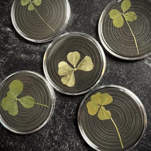 Four Leaf Clover Specimen | Good Luck Charm | Real Preserved Botanical ...