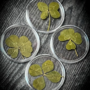 Four Leaf Clover Specimen | Good Luck Charm | Real Preserved Botanical ...