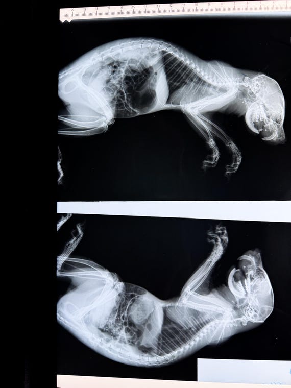 Imágenes De Rayos X De Animales Radiografía Animal. Radiografía De
