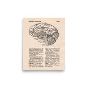 Vintage Human Brain Illustration Anatomy Poster Print | Haunted Attic ...