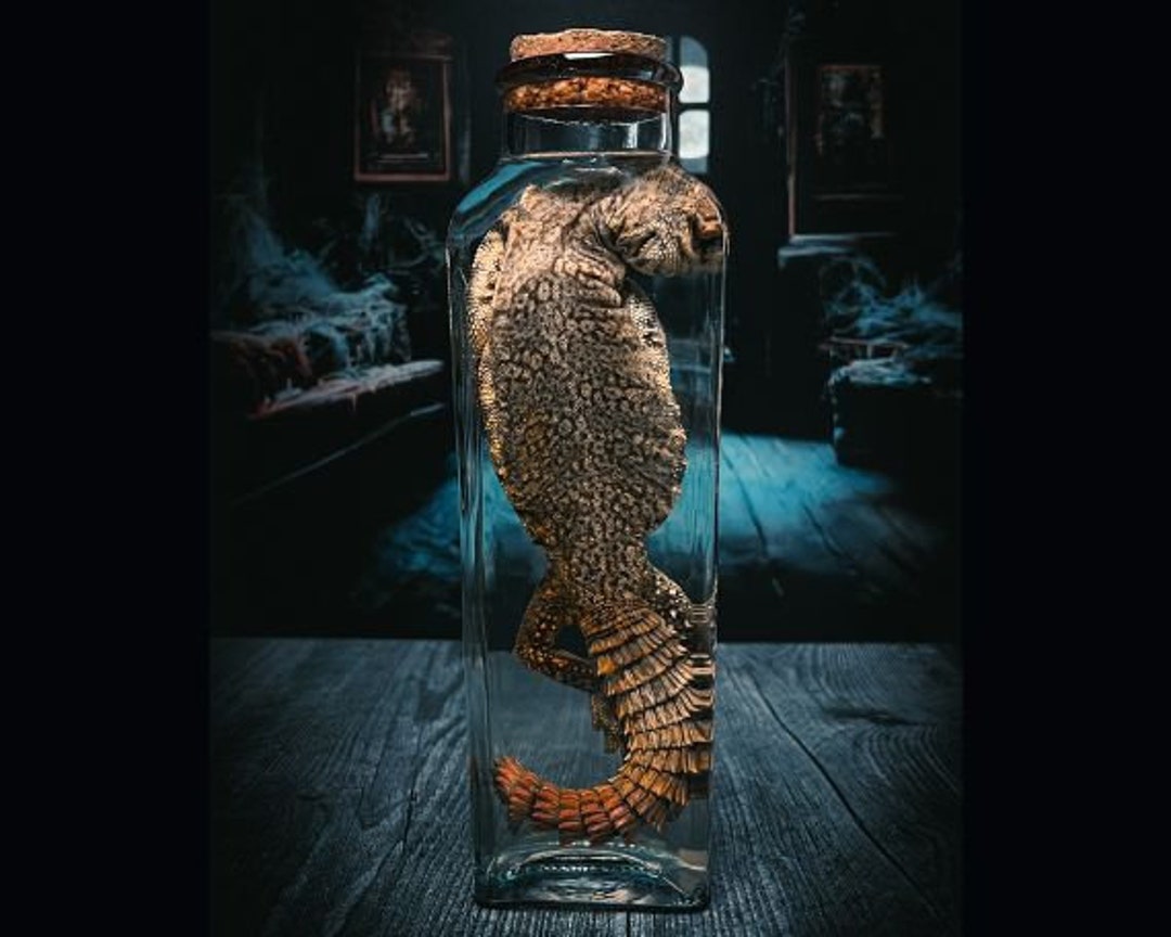 Lizard Wet Specimen Fluid Preserved Uromastyx Reptile Taxidermy Curio ...
