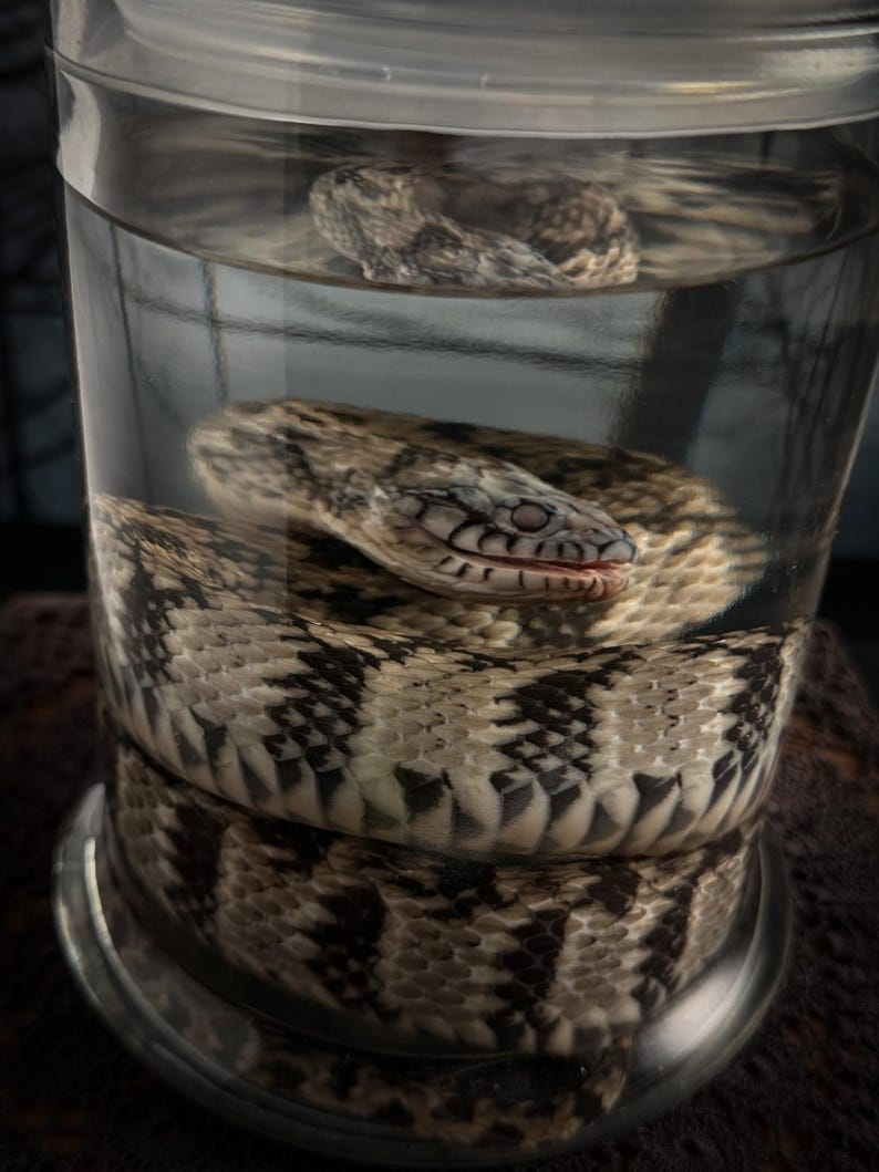 Real Water Snake Wet Specimen Bell Jar | Real Fluid Preserved Reptile ...