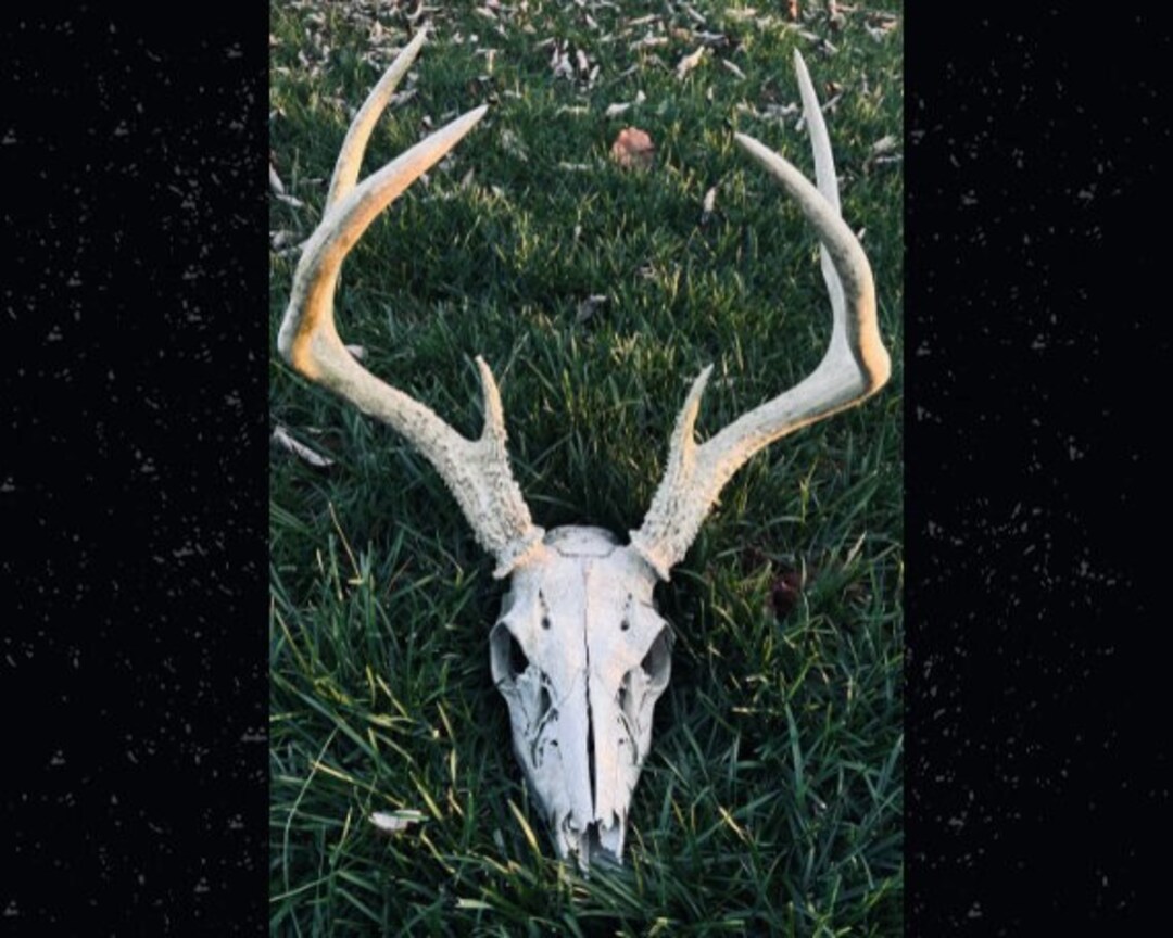 Deer Skull Whitetail 6 Point Buck Nature Preserved Bone Taxidermy - Etsy