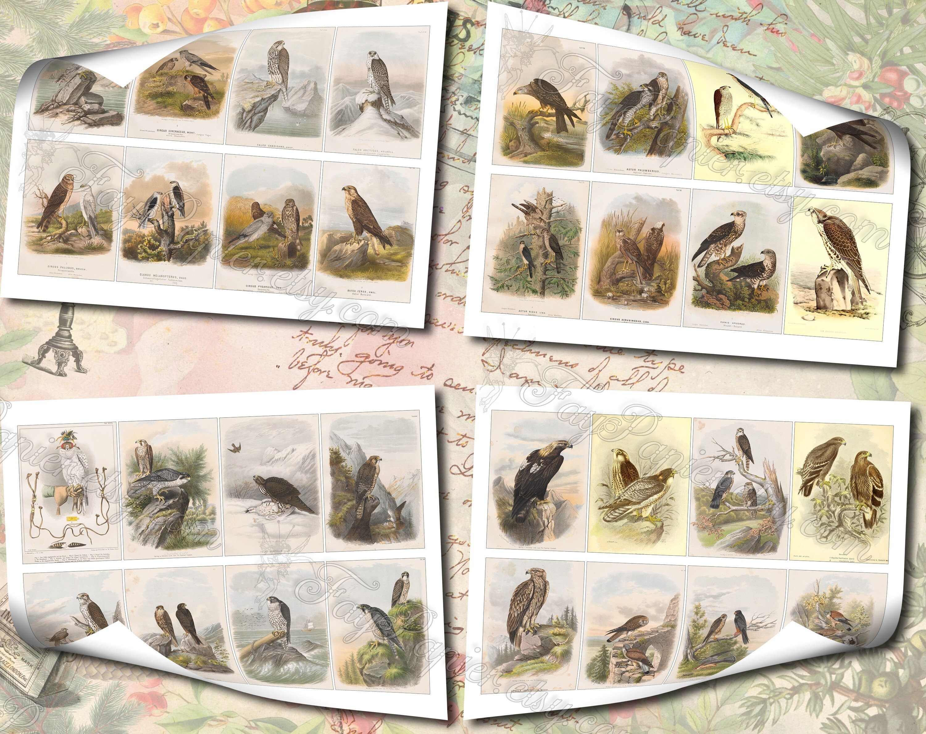 Predator Birds 23 Set of 40 Pictures on 500 Cards in JPG - Etsy