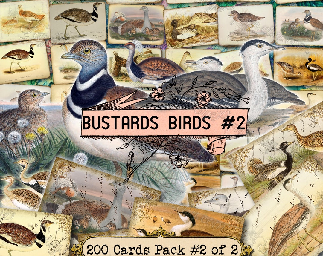 Bustards Birds 2 Set of 40 Pictures on 200 Cards in JPG With Antique ...