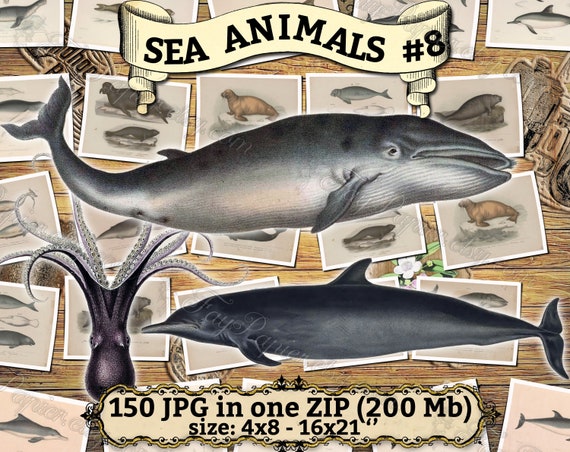 Vintage Sea Animal Photography