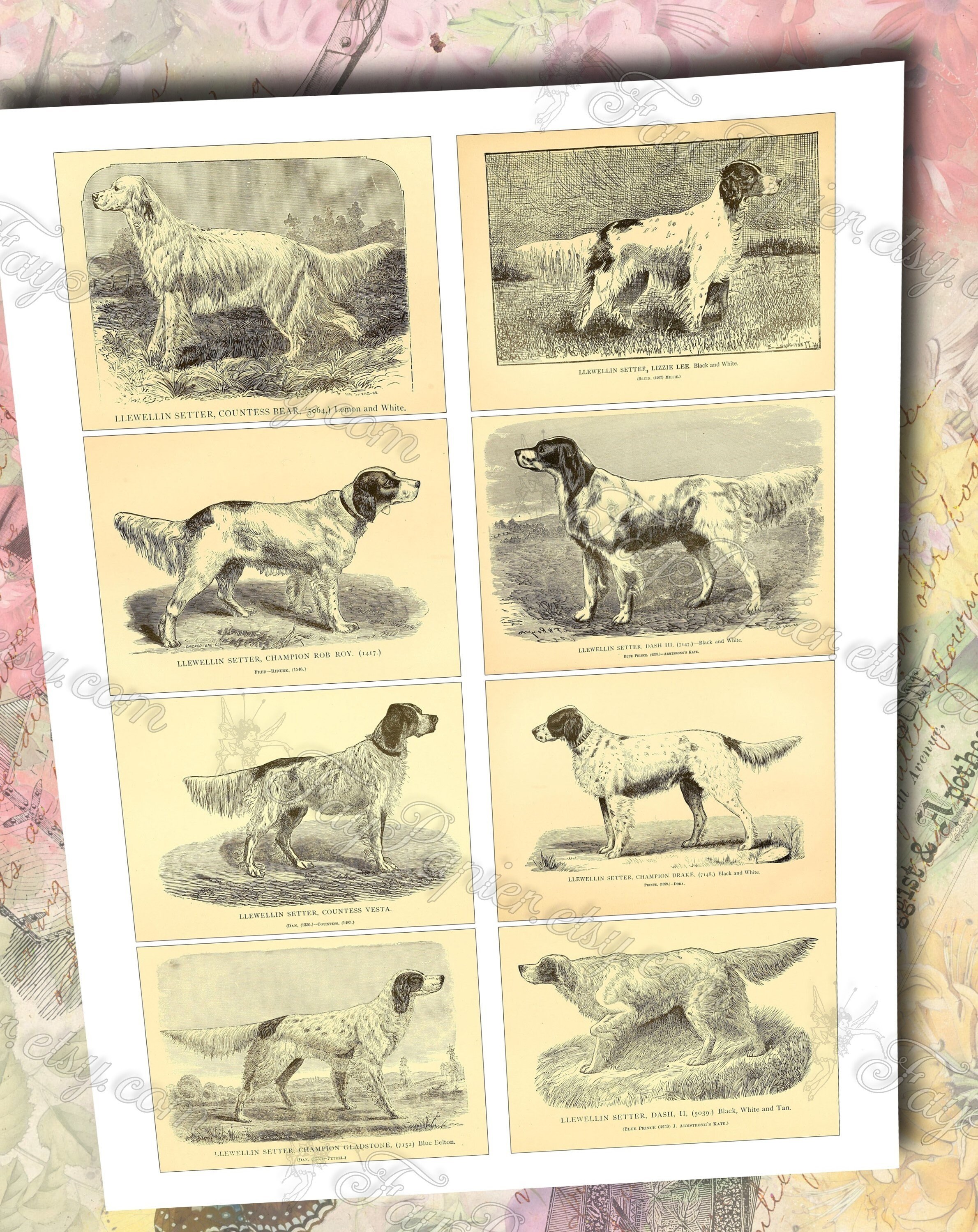 Black-and-white Dogs 6 Set of 40 Pictures on 300 Cards With - Etsy