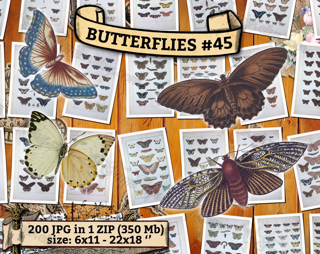 BUTTERFLIES 45 Pack of 200 Vintage Large Size Illustrations Pictures ...