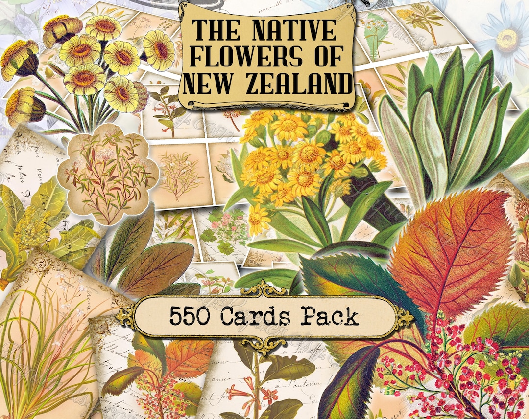 The Native Flowers of New Zealand Set of 40 Pictures on 550 Cards With ...