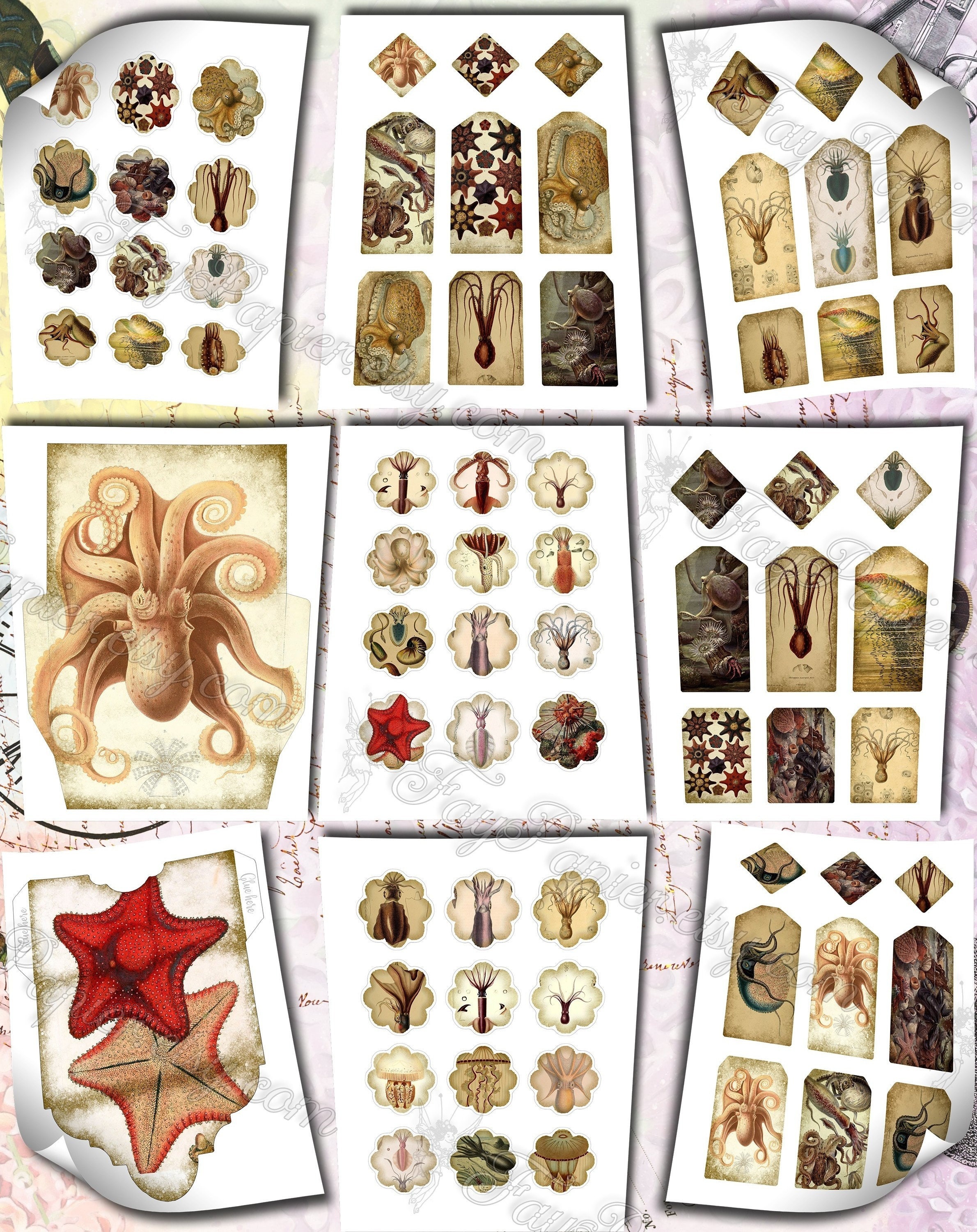 Marine Life Set of 40 Pictures on 500 Cards in JPG With - Etsy