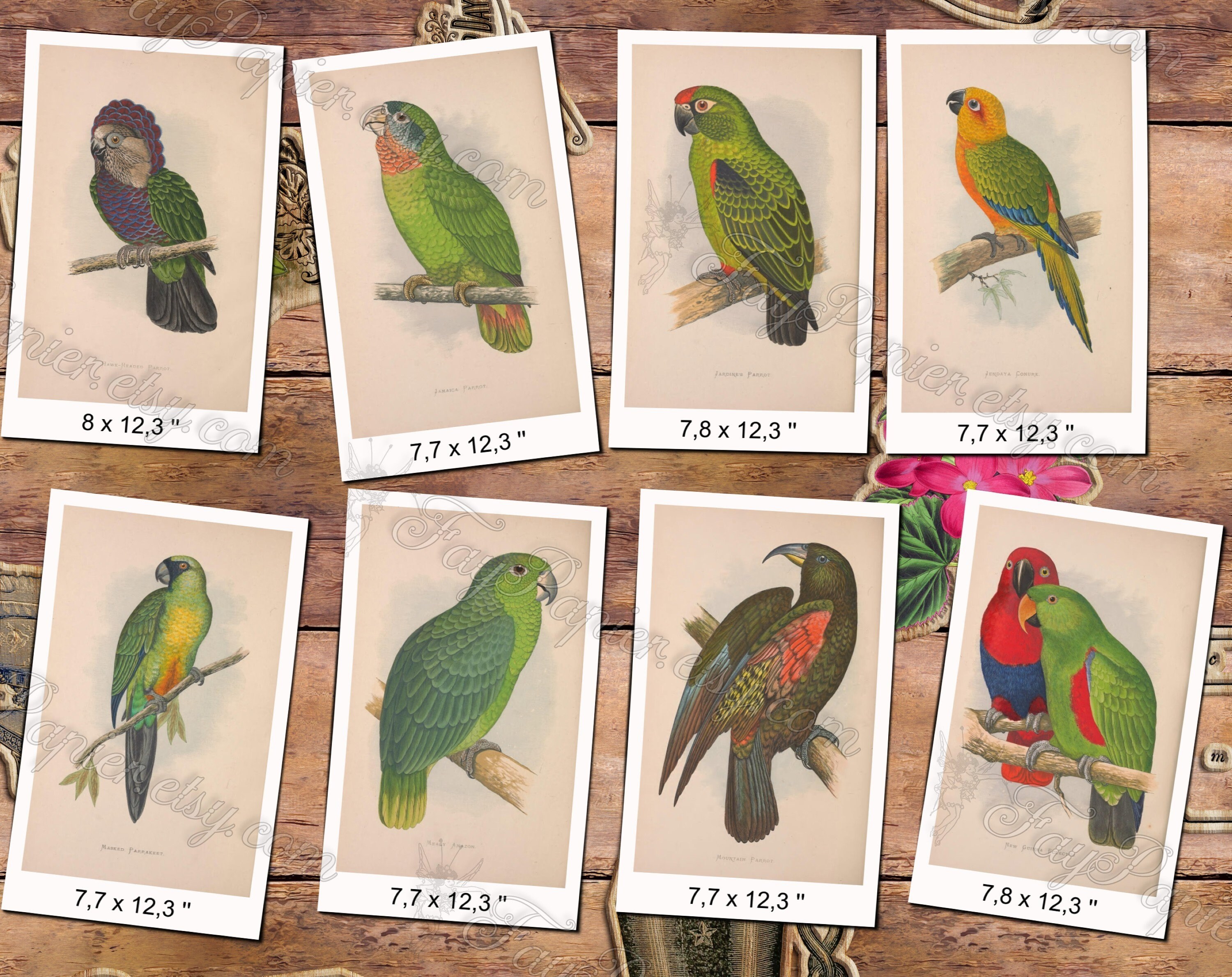 PARROTS 2 Pack of 60 Vintage Illustrations High Resolution Picture ...