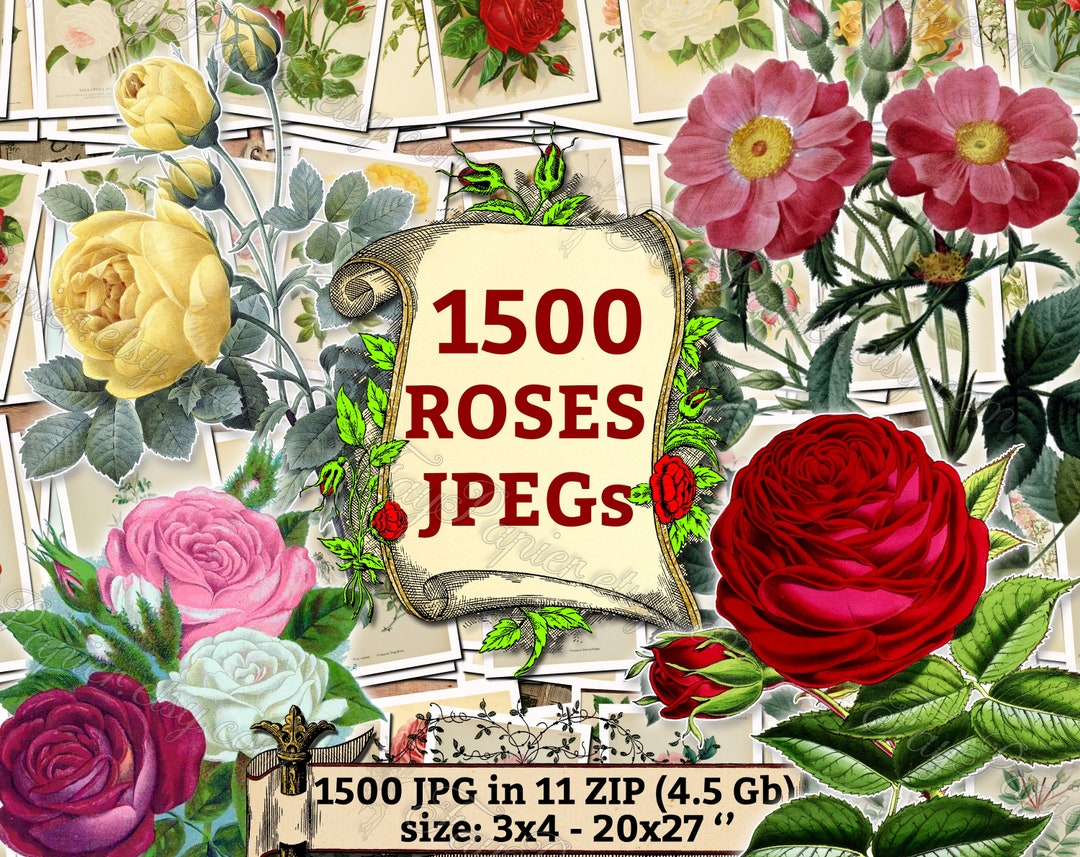 1500 ROSES Jpegs Pack of Vintage Public Domain Images Pictures in High ...