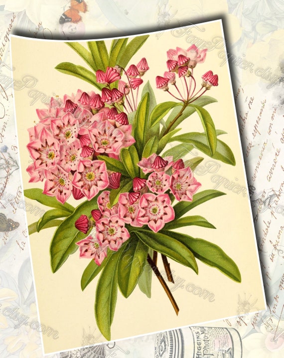 Kalmia Latifolia Form