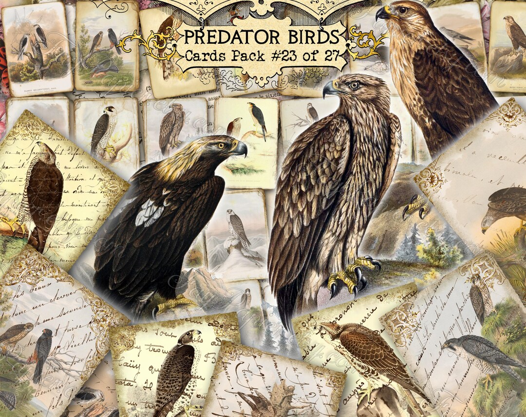 Predator Birds 23 Set of 40 Pictures on 500 Cards in JPG Format With ...