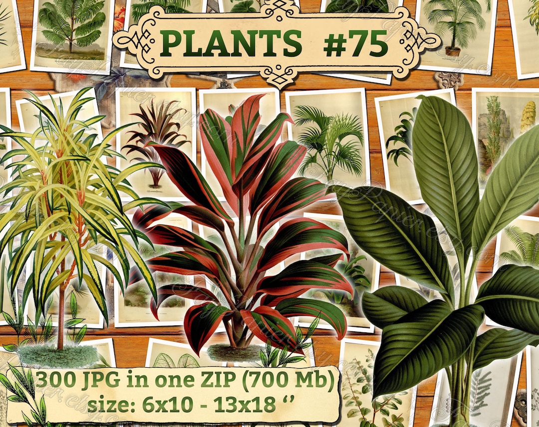 PLANTS 75 Pack of 300 Vintage Images Botanical Palms Trees - Etsy