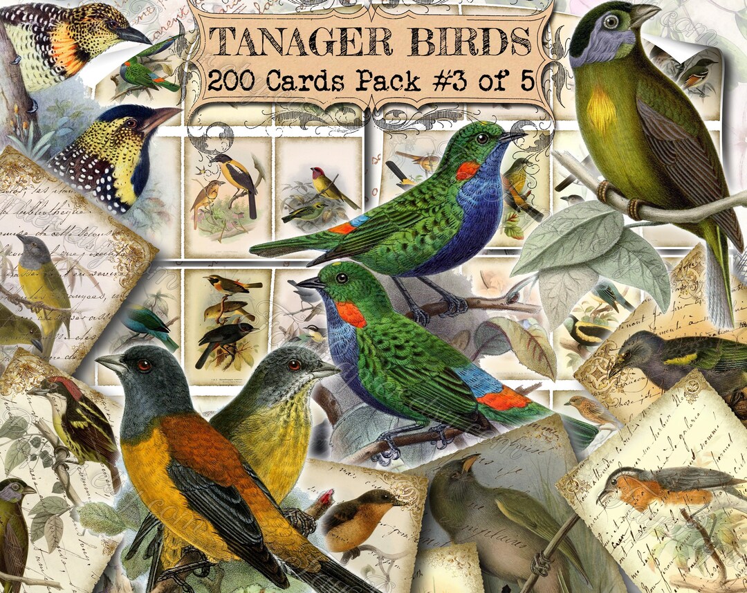 Tanager Birds 3 Set of 200 ATC Cards Animals Wild Life Nature Natural ...