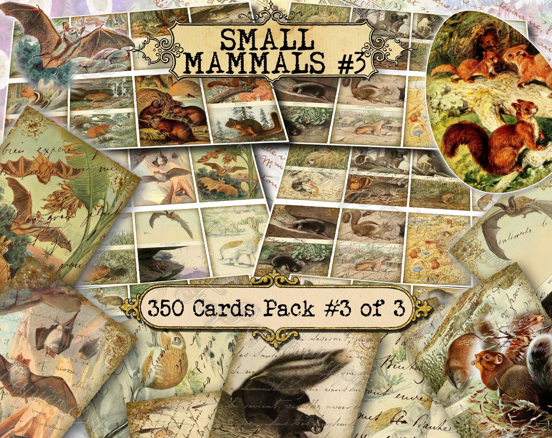 Small Mammals 3 Set of 40 Pictures on 350 Cards in JPG With - Etsy
