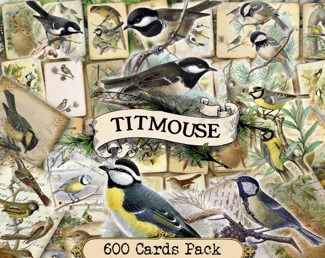 Titmouse Set of 40 Pictures on 600 Cards With Antique Illustrations ...