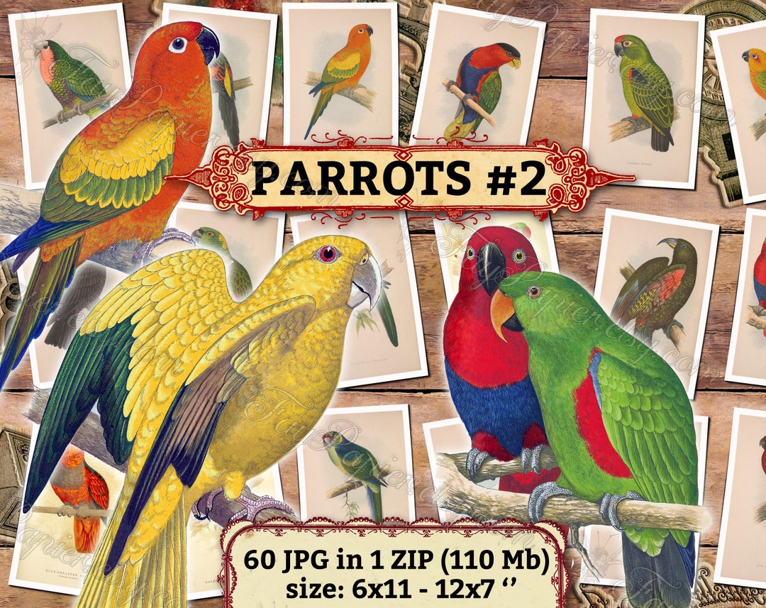 PARROTS 2 Pack of 60 Vintage Illustrations High Resolution Picture ...