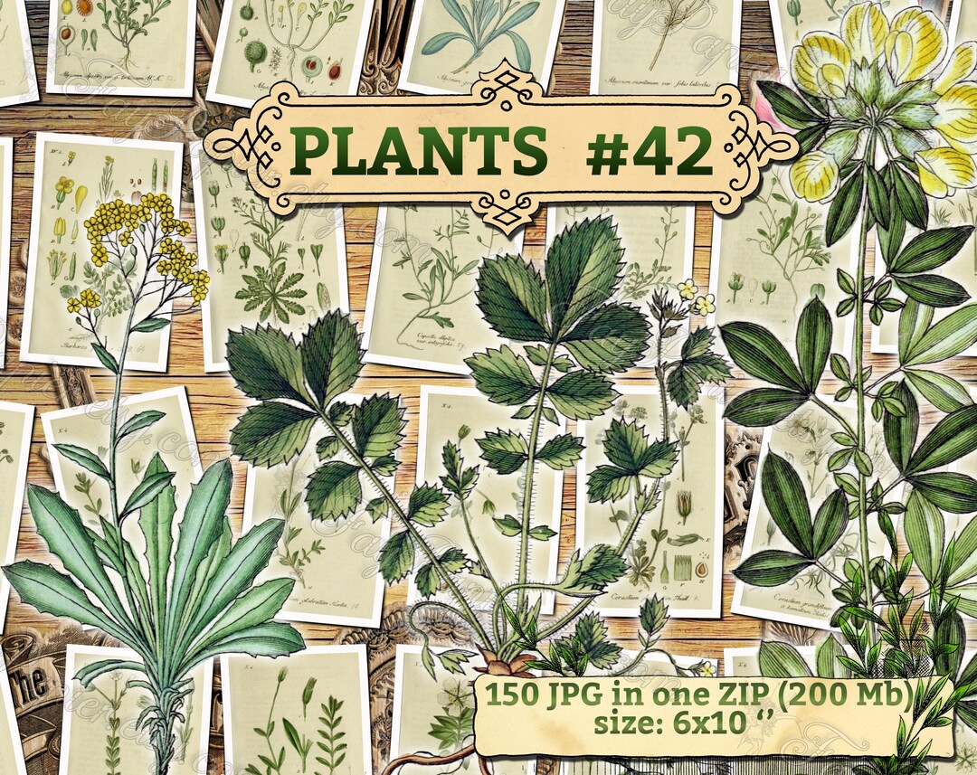 PLANTS 42 Pack of 150 Vintage High Resolution Images - Etsy