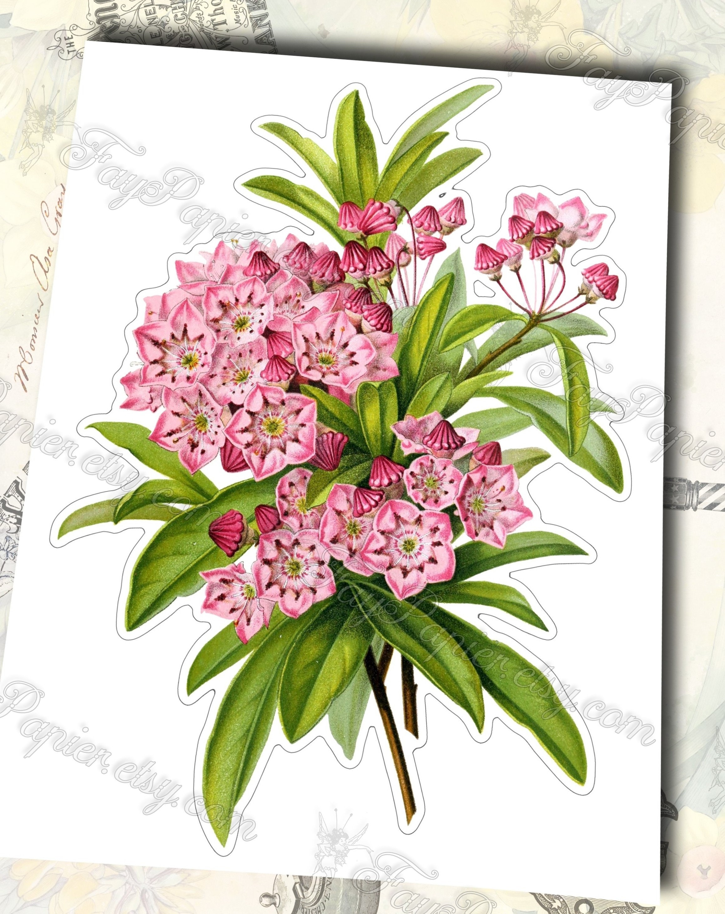 Kalmia Latifolia Drawing