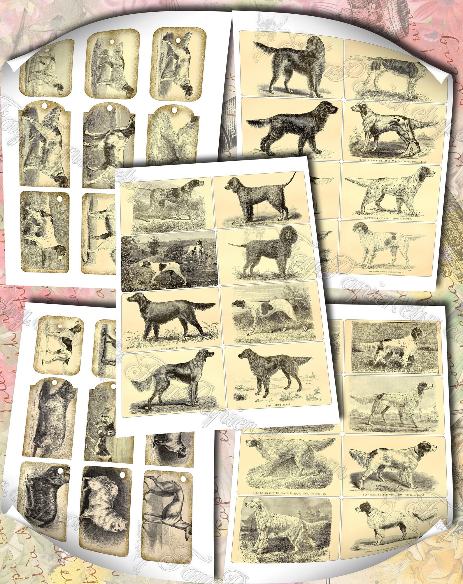 Black-and-white Dogs 6 Set of 40 Pictures on 300 Cards With - Etsy
