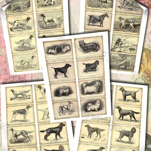 Black-and-white Dogs 6 Set of 40 Pictures on 300 Cards With - Etsy