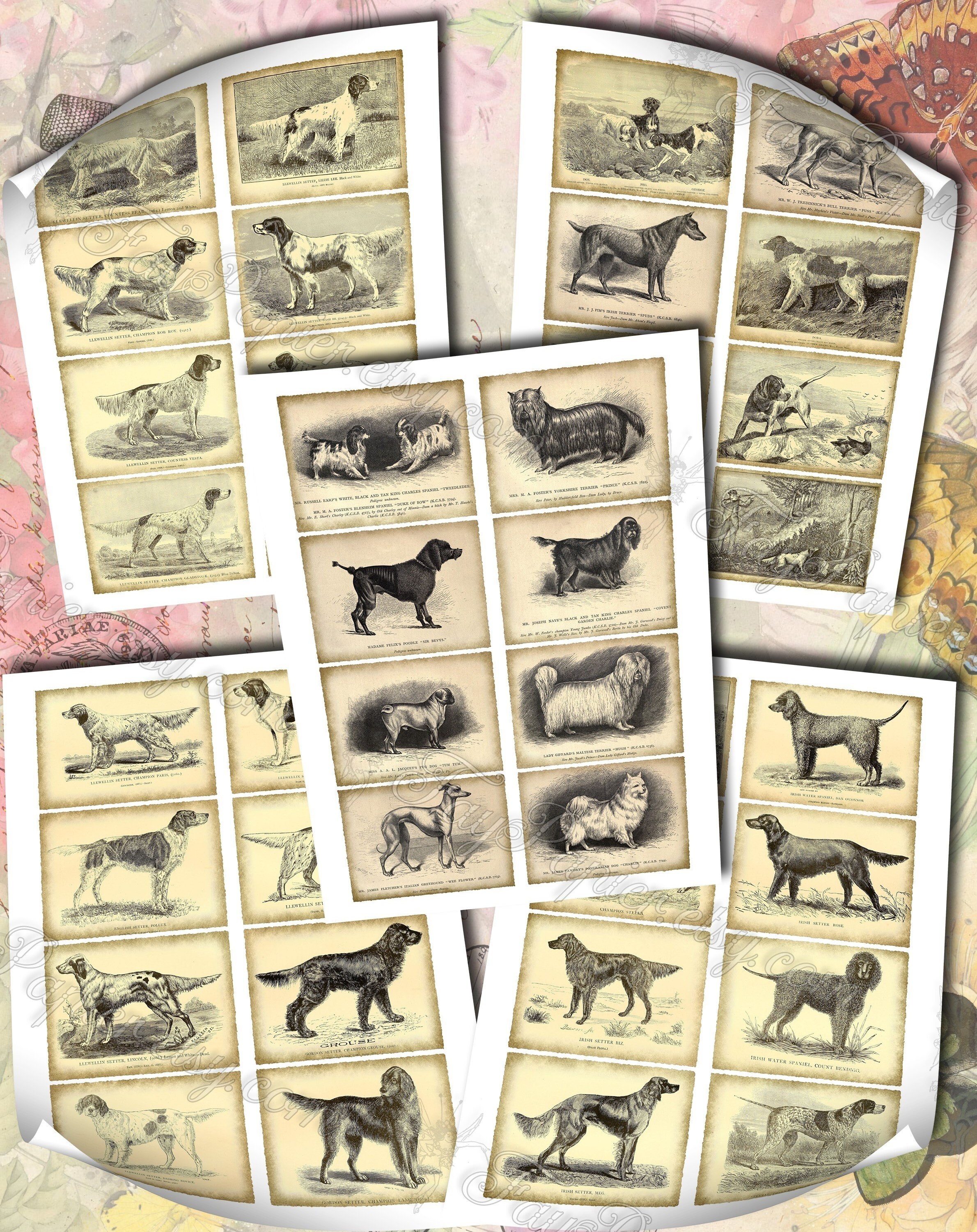 Black-and-white Dogs 6 Set of 40 Pictures on 300 Cards With - Etsy
