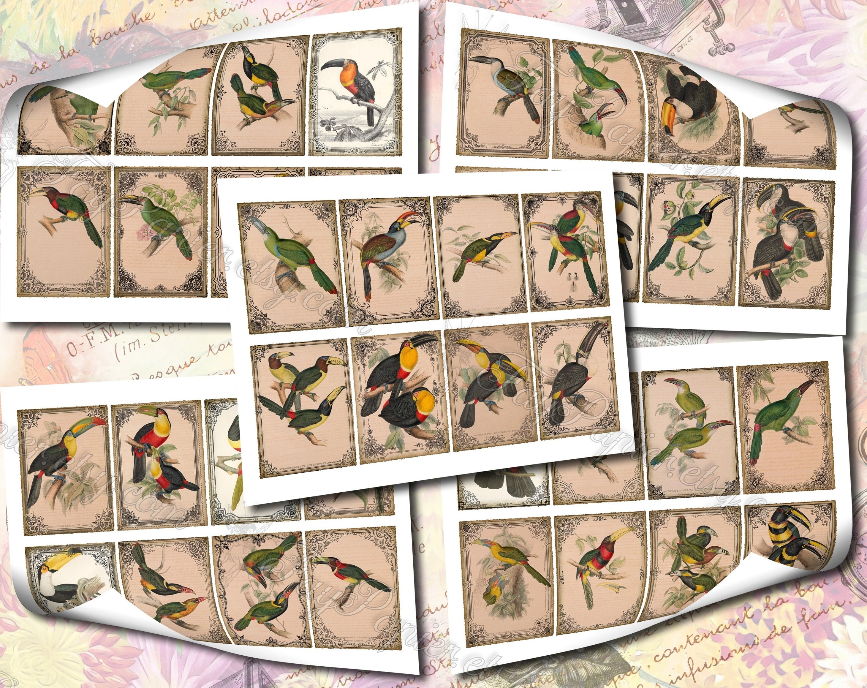 Gould's Toucans Set of 200 ATC Cards in JPG Format Antique ...
