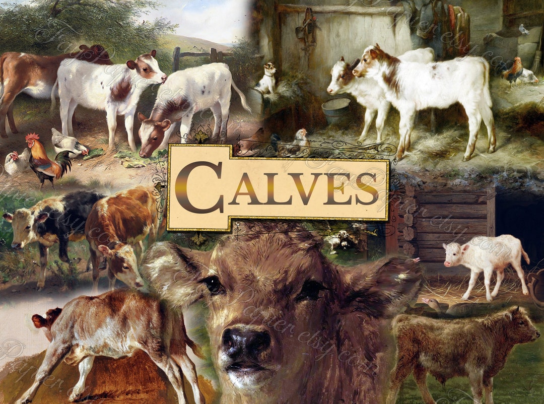 Calves Set of 68 Junk Journal Sheets With Digital Vintage Painting ...