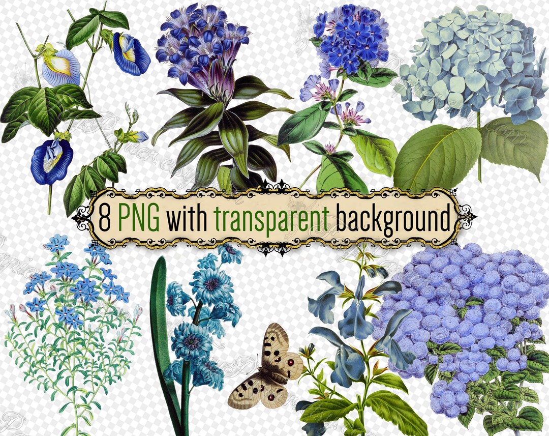PNG BLUE FLOWERS-3 Set of 8 Files in Png Format With Transparent ...