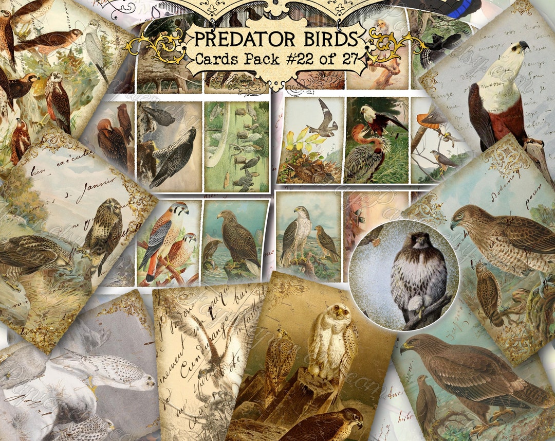 Predator Birds 22 Set of 40 Pictures on 400 Cards in JPG - Etsy