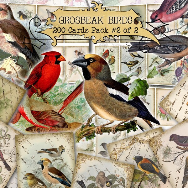 Passerine Book - Etsy