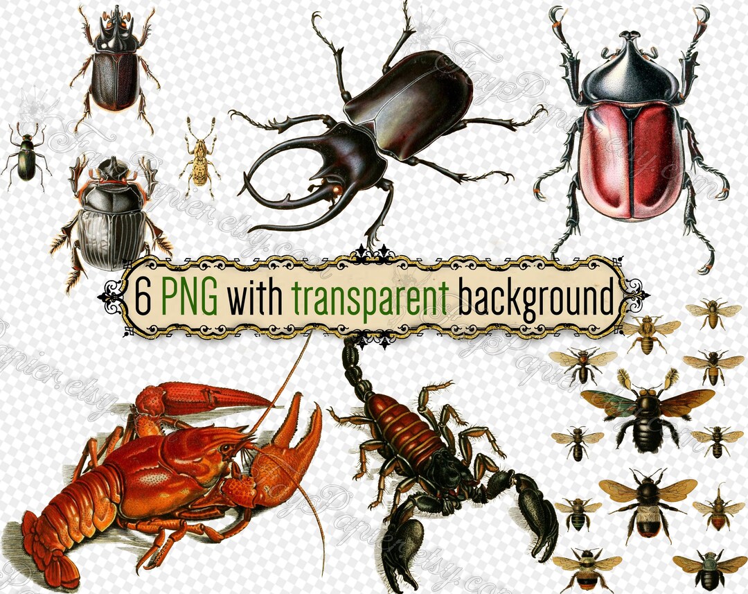 PNG ARTHROPODS Bees Crawfish Scorpion Beetles Set of 6 Files in Png ...