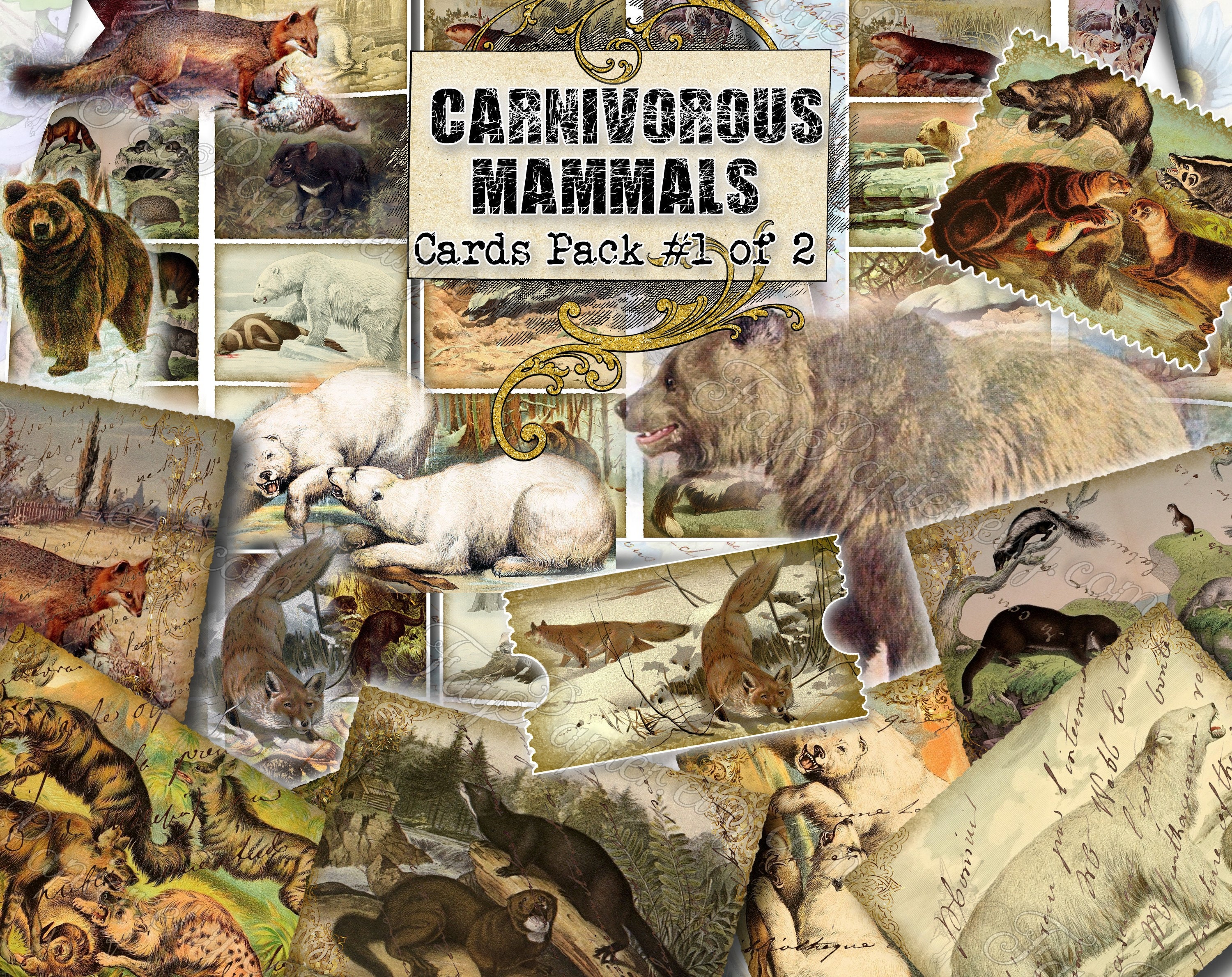 Meat Eating Mammals