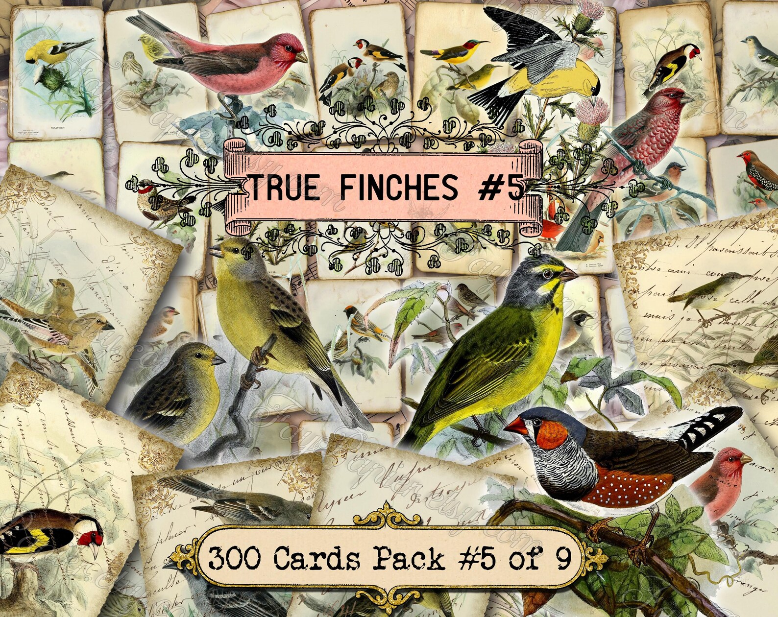 True Finches 5 Set of 40 Pictures on 300 Cards Illustrations Cardinal ...
