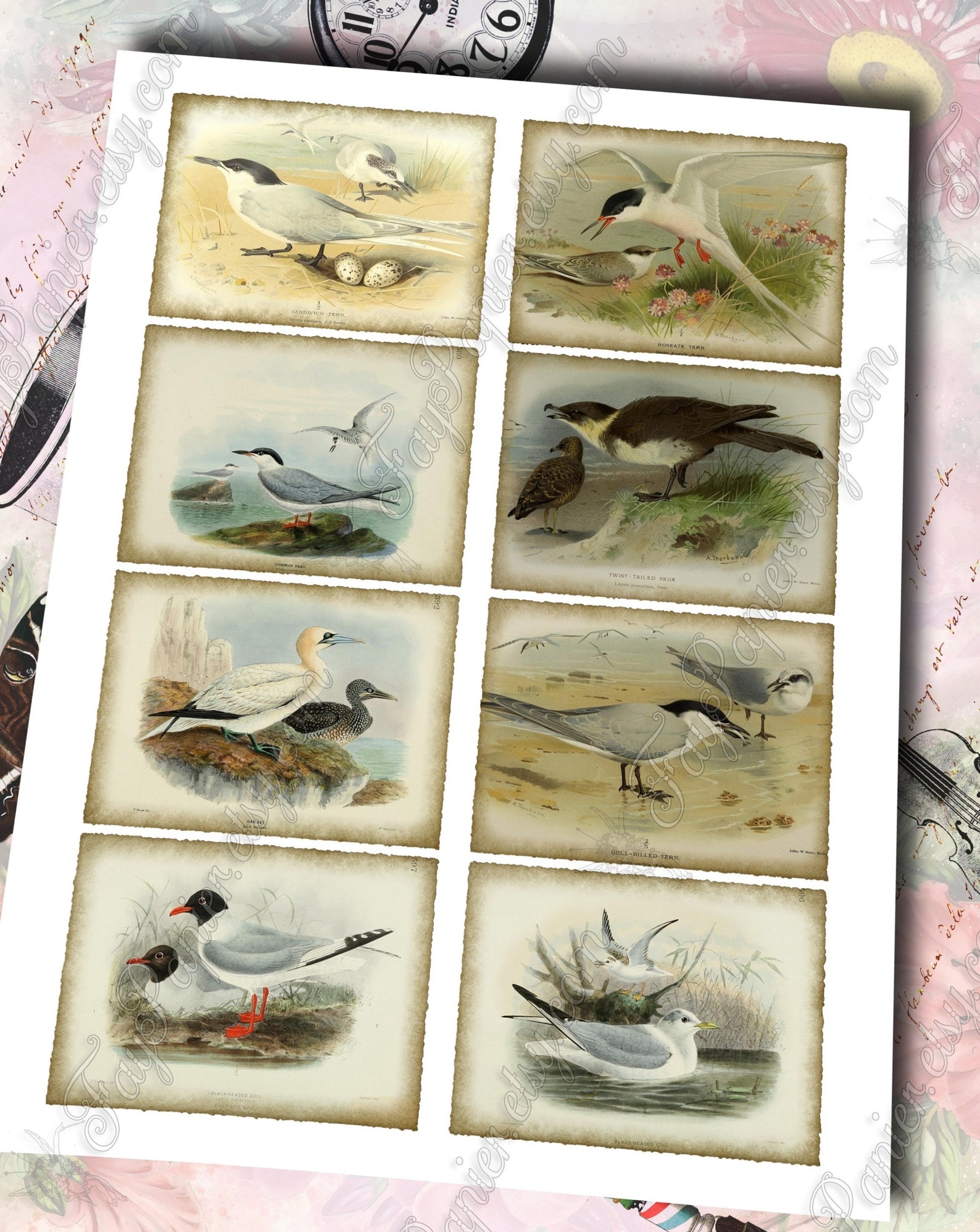 Marine Birds 5 Set of 200 ATC Cards Animals Wild Life Nature Natural ...