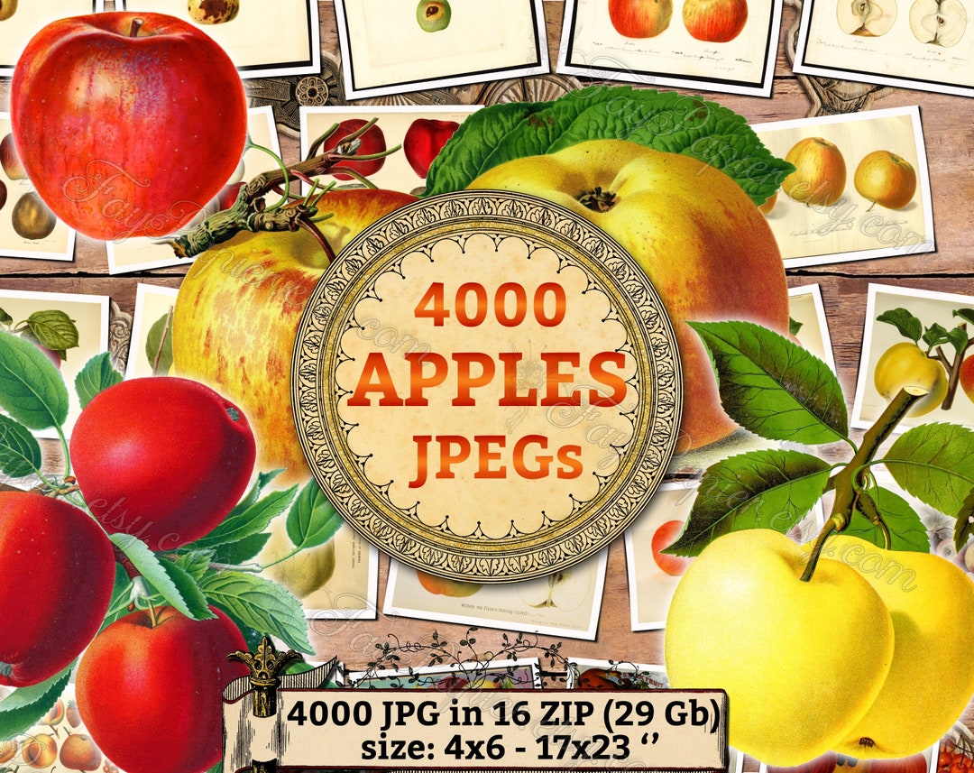 4000 APPLES Jpegs Pack of Vintage Public Domain Images - Etsy