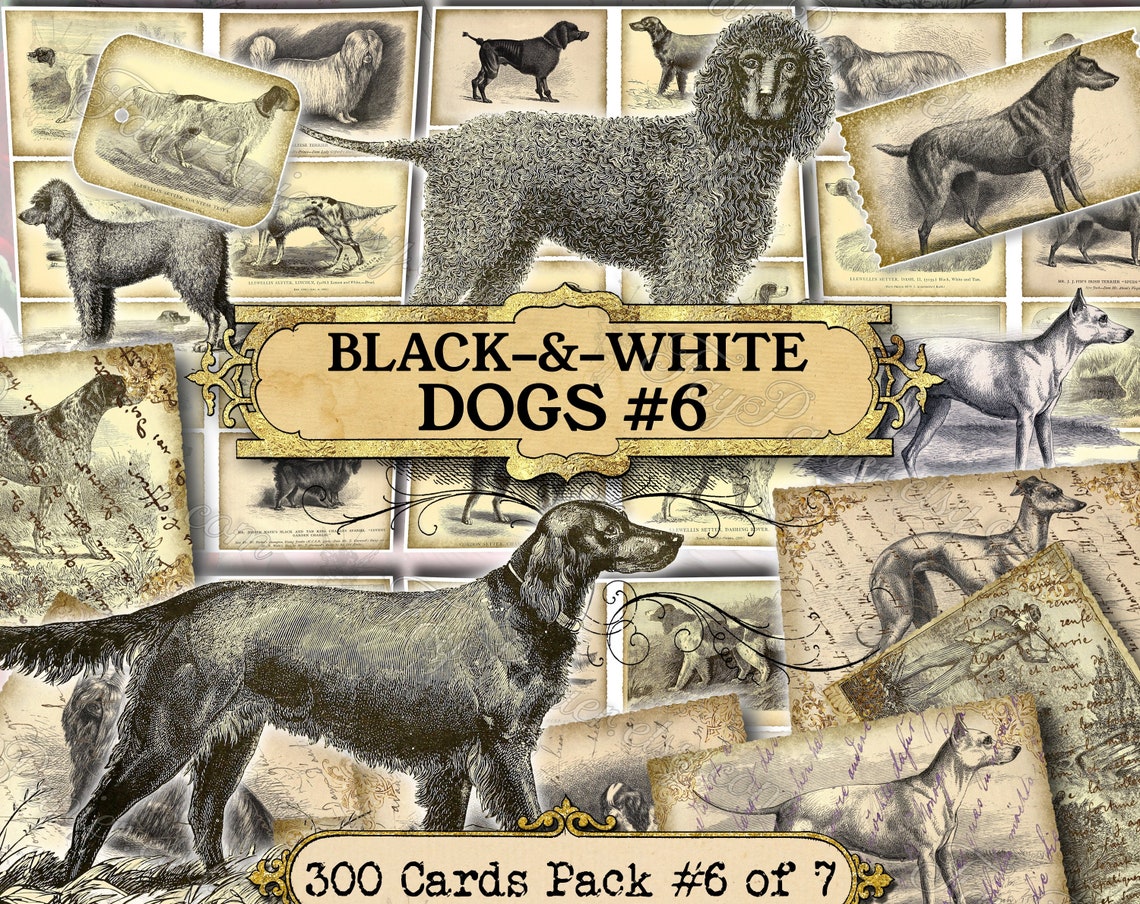 Black-and-white Dogs 6 Set of 40 Pictures on 300 Cards With - Etsy