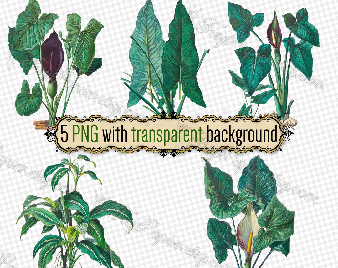 PNG AROIDS-3 Set of 8 Files in Png Format With Transparent Background ...
