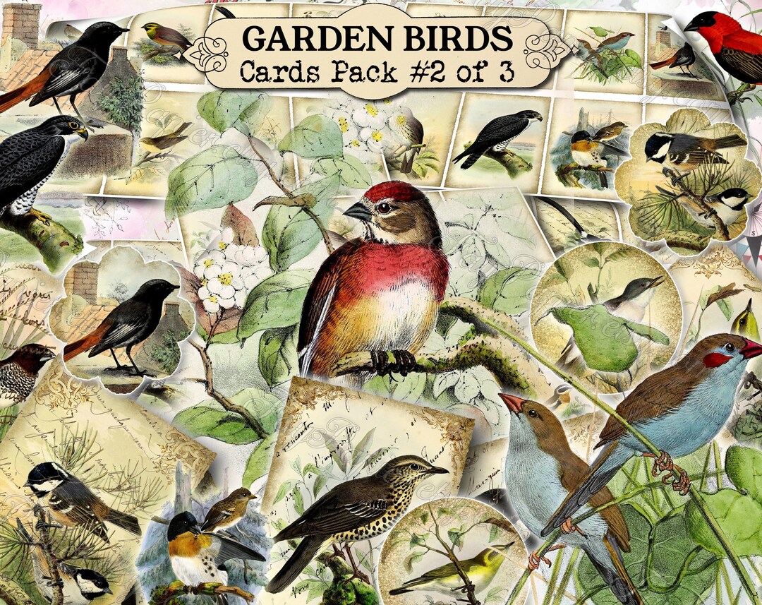 Garden Birds 2 Set of 40 Pictures on 450 Cards in JPG With - Etsy