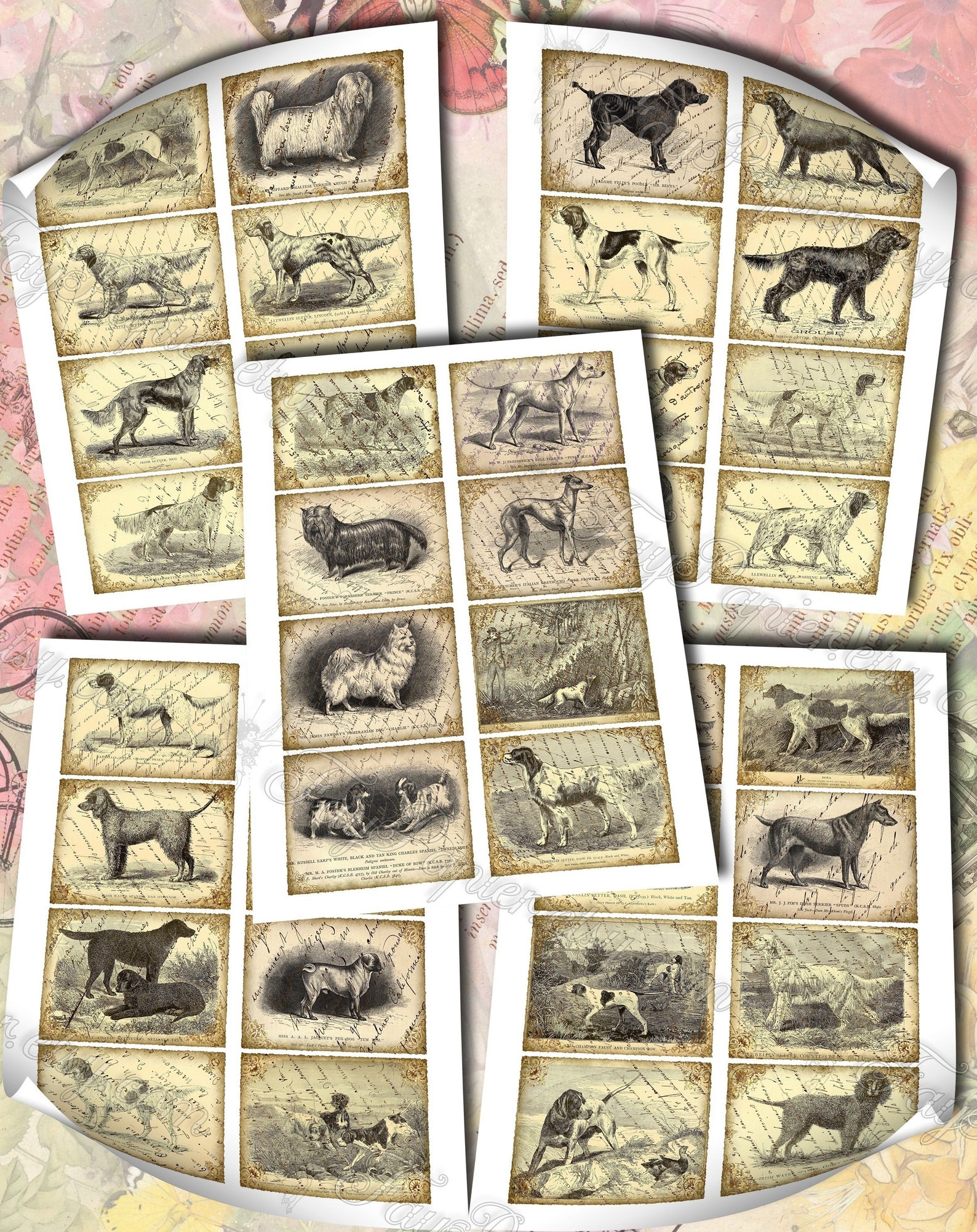 Black-and-white Dogs 6 Set of 40 Pictures on 300 Cards With - Etsy