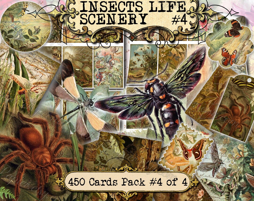 Insects Life Scenery 4 Set of 40 Pictures on 450 Cards With - Etsy