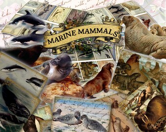 Marine Mammals Art - Etsy