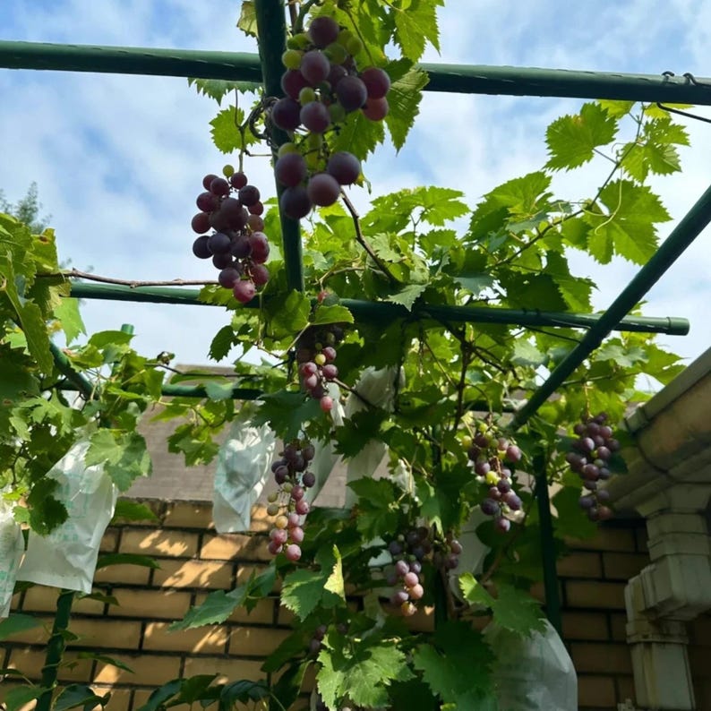 30 Seeds Purple Grape Seeds Sweet Fruit Vine Climbing Plant Edible ...